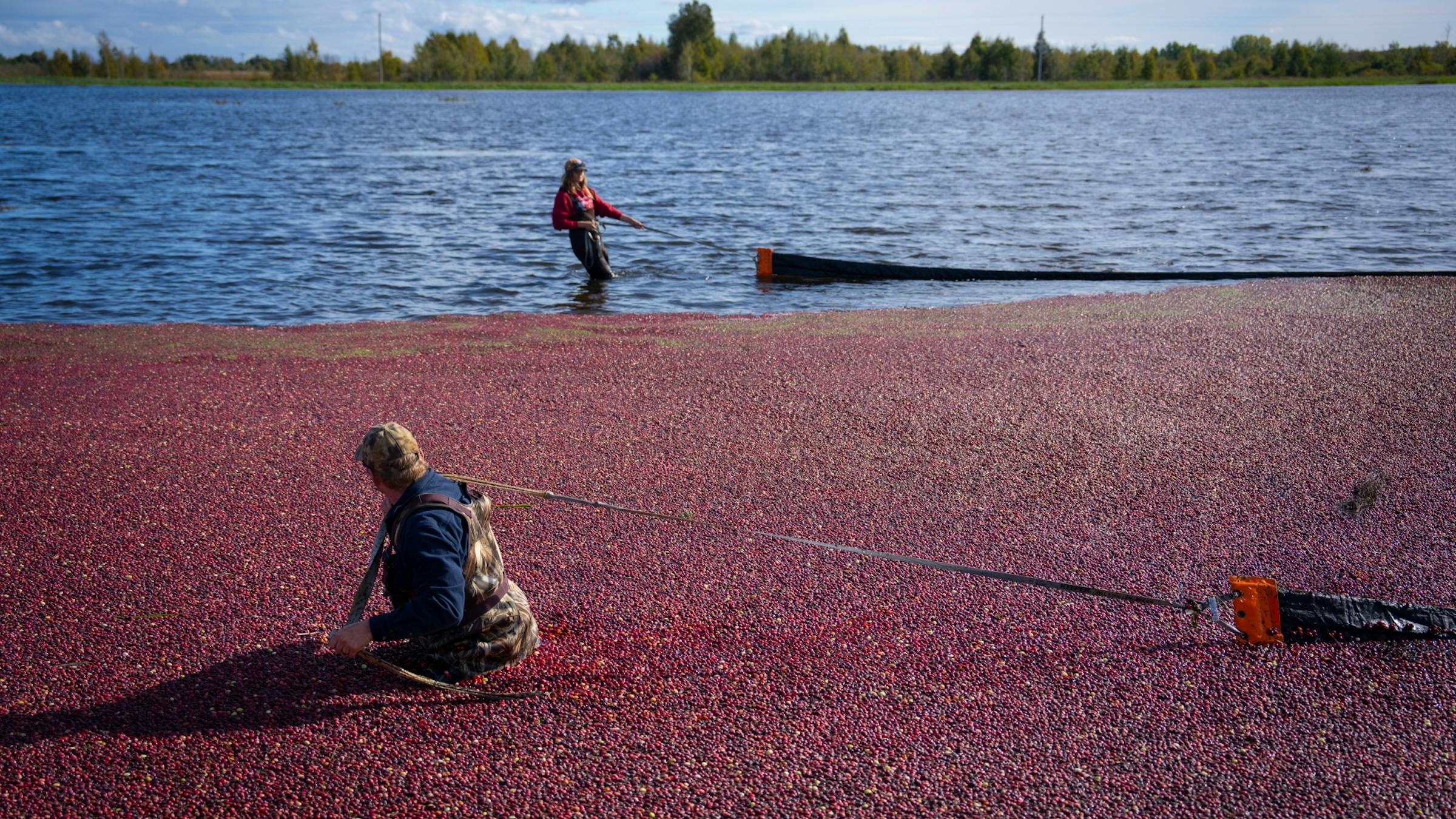 There's only one cranberry farm in Minnesota, and it's run by a 21-year ...