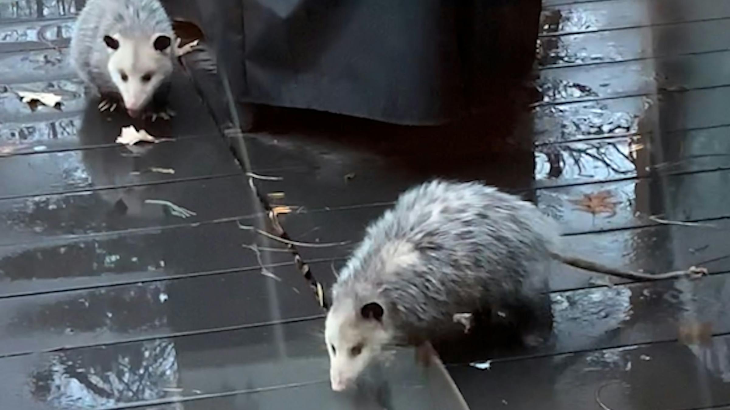 Yuen: How I learned to make peace with the possums in my grill