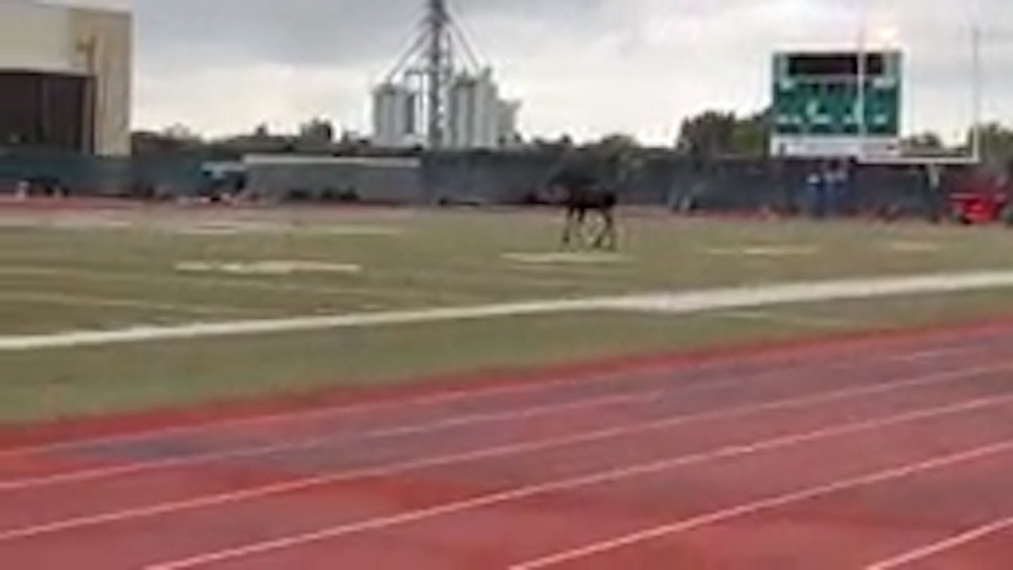 Wayward moose takes football field jaunt inside University of North ...