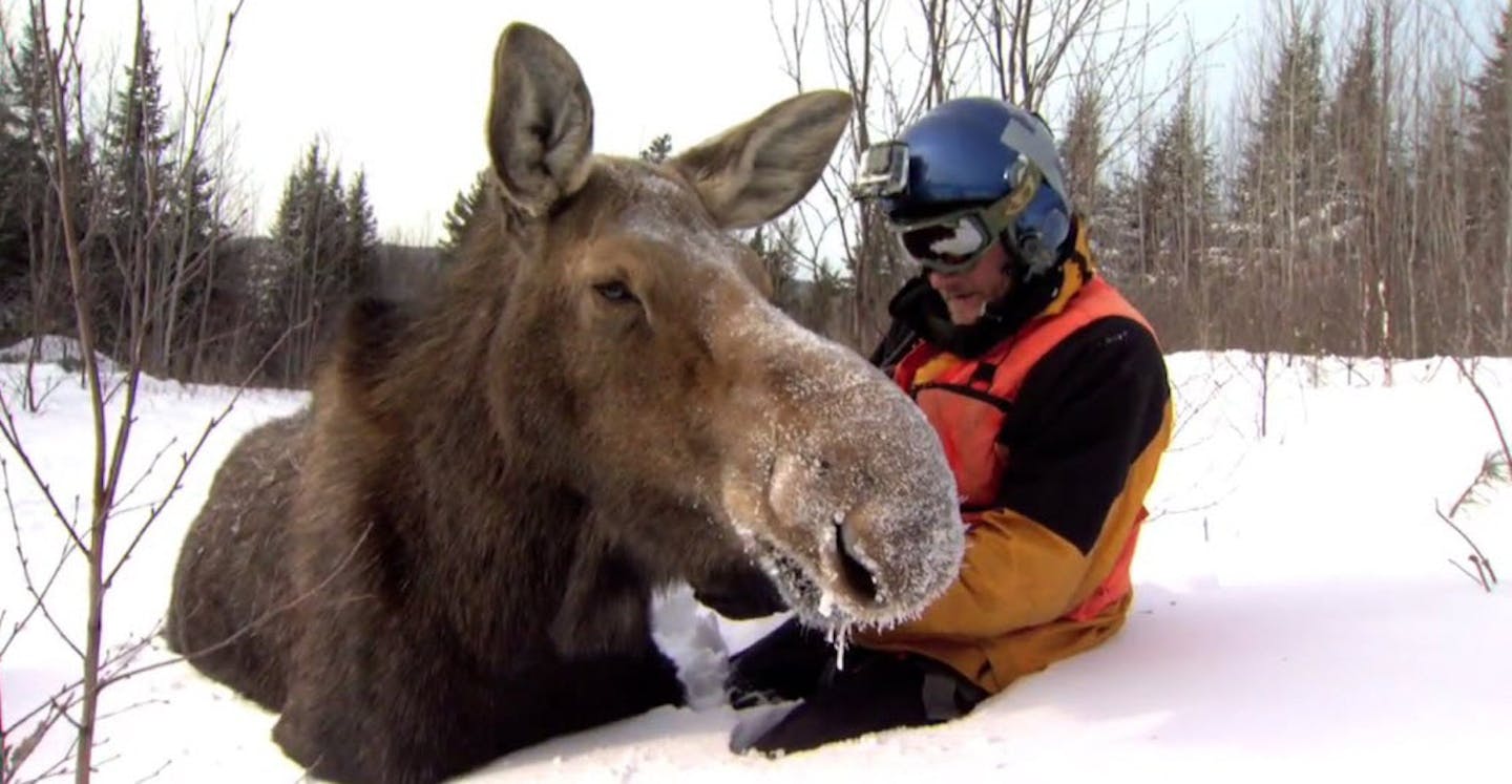 State moose population dives by a third in annual count