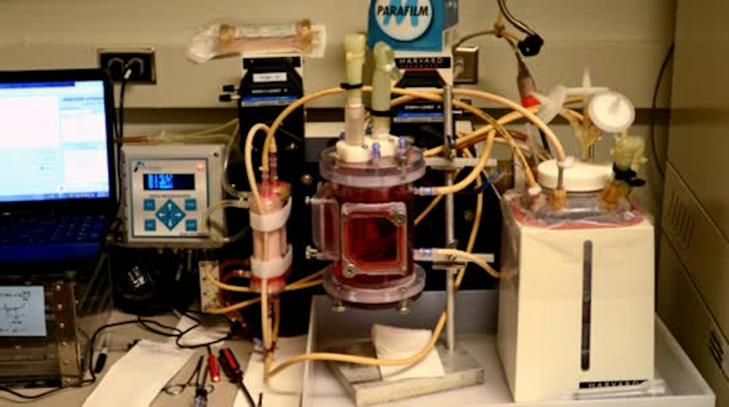 Mayo Clinic researchers study how body can repair itself