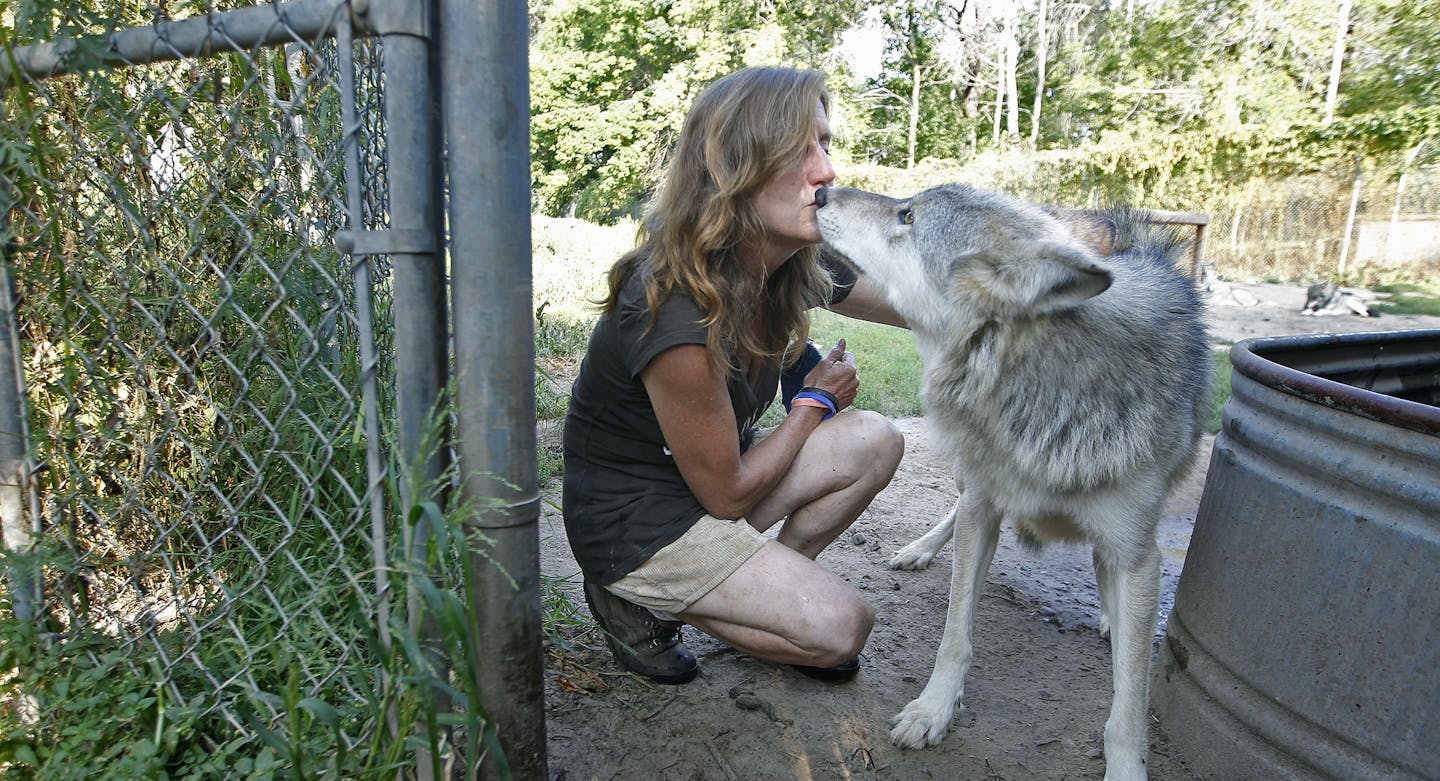Learning from wolves: Peggy Callahan of the Wildlife Science Center