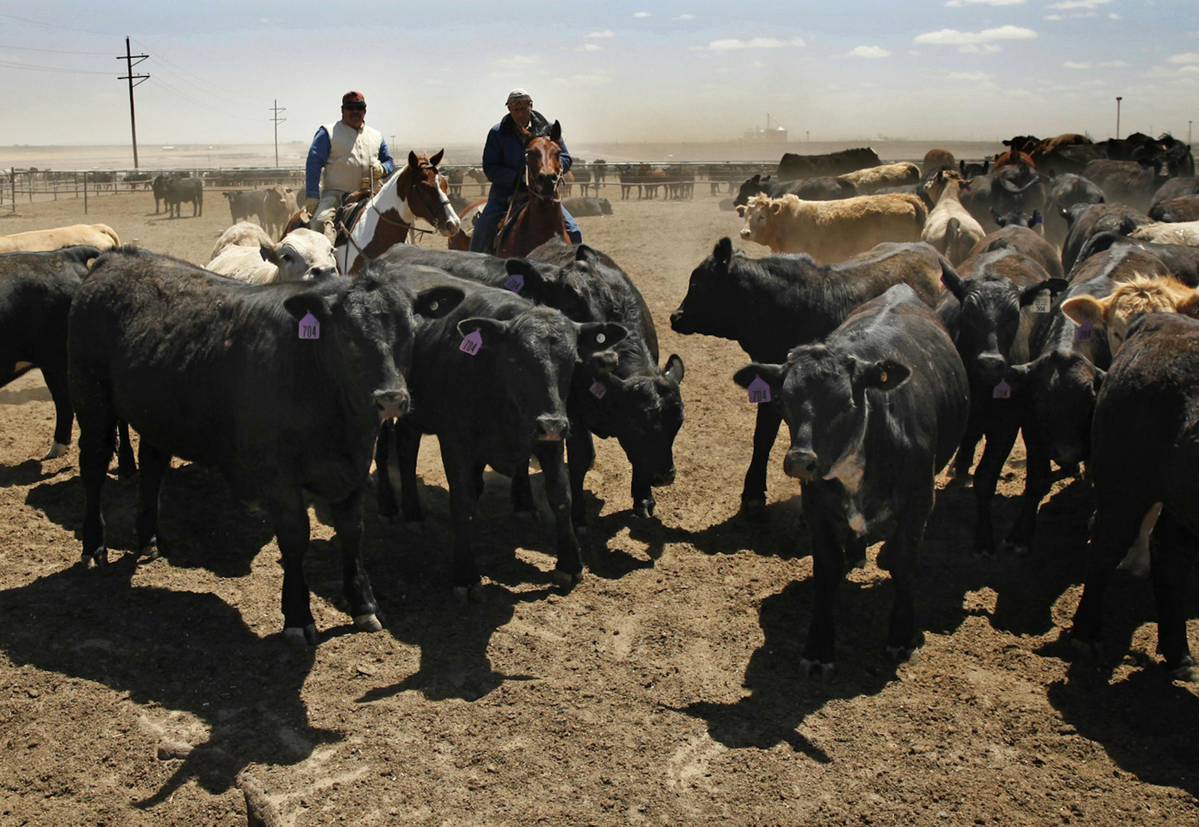 Cargill battles drought in cattle country