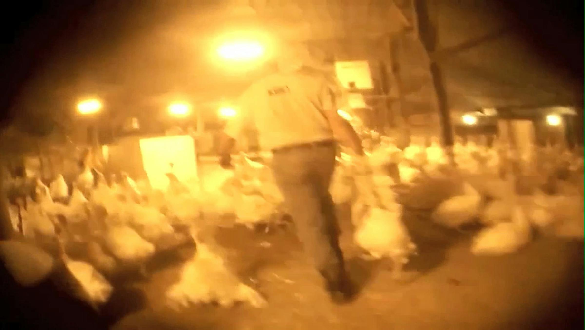 Undercover video alleges abuse, filth at western Minn. turkey farm