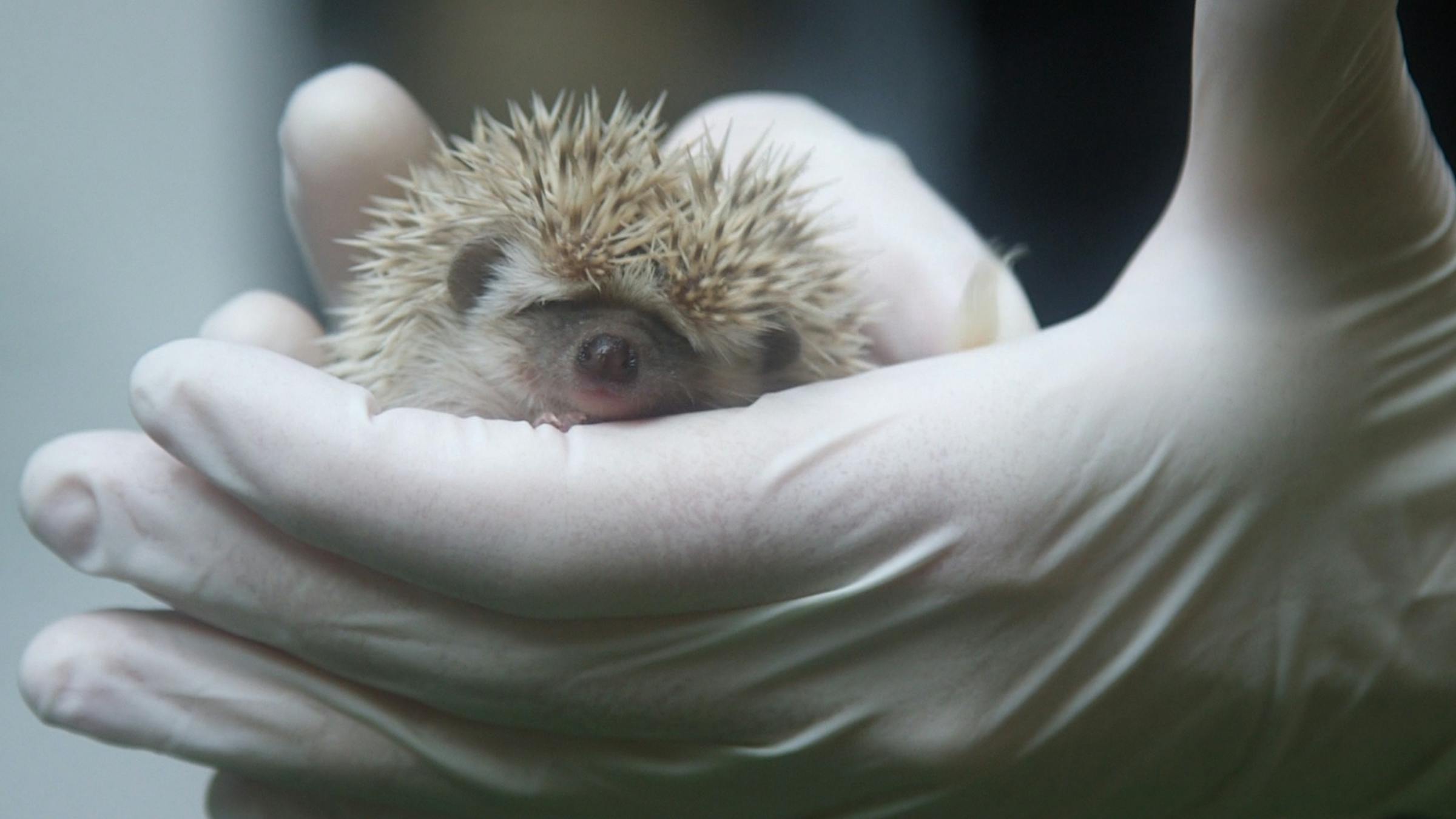 Bringing up baby: At Como and Minnesota zoos, tiny critters are big draws