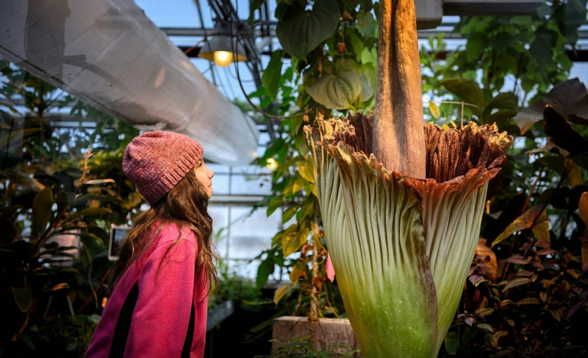 Pungent corpse flower at U finally blooms